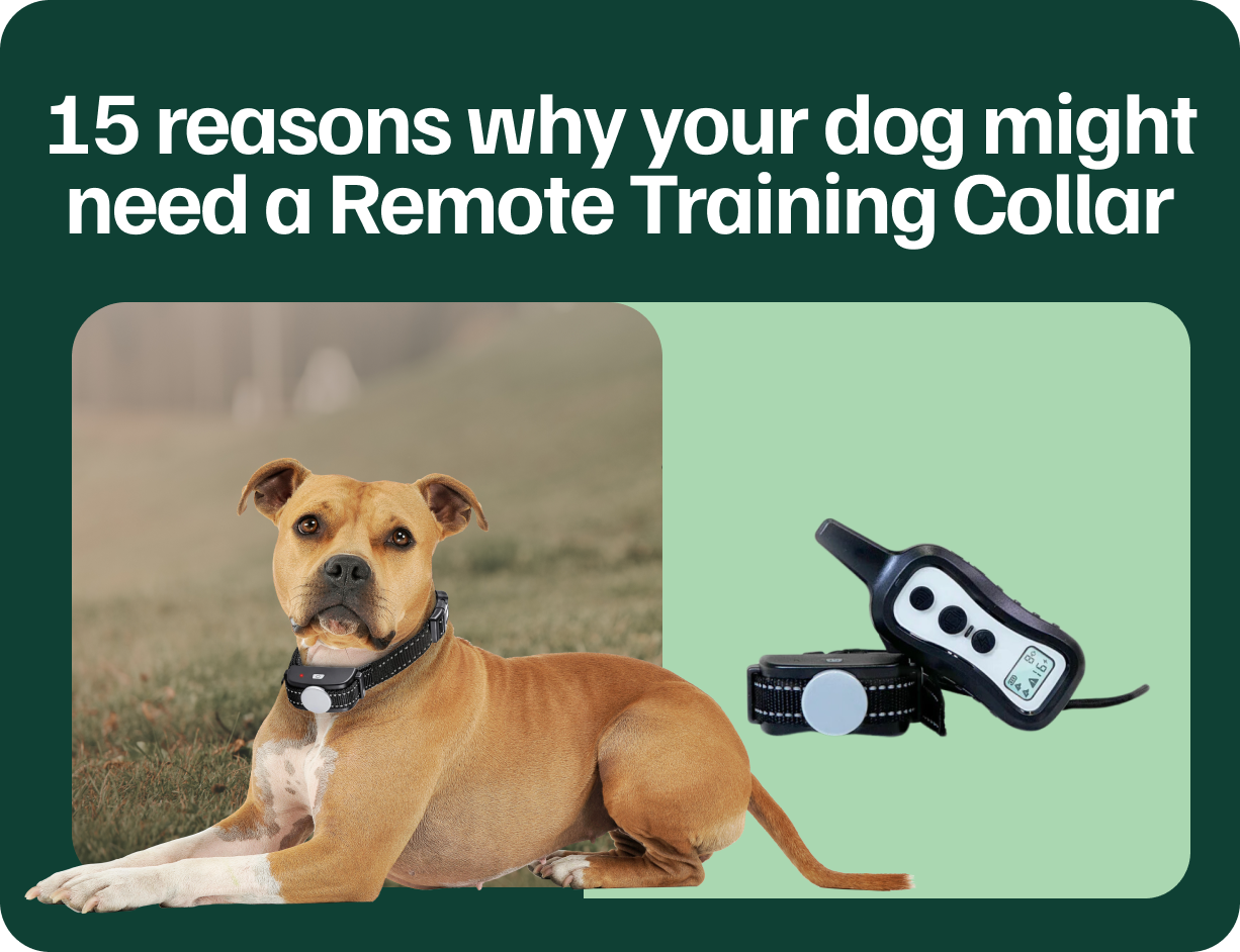 Why Your Dog Might Need a Remote Training Collar | eDog Training Tips