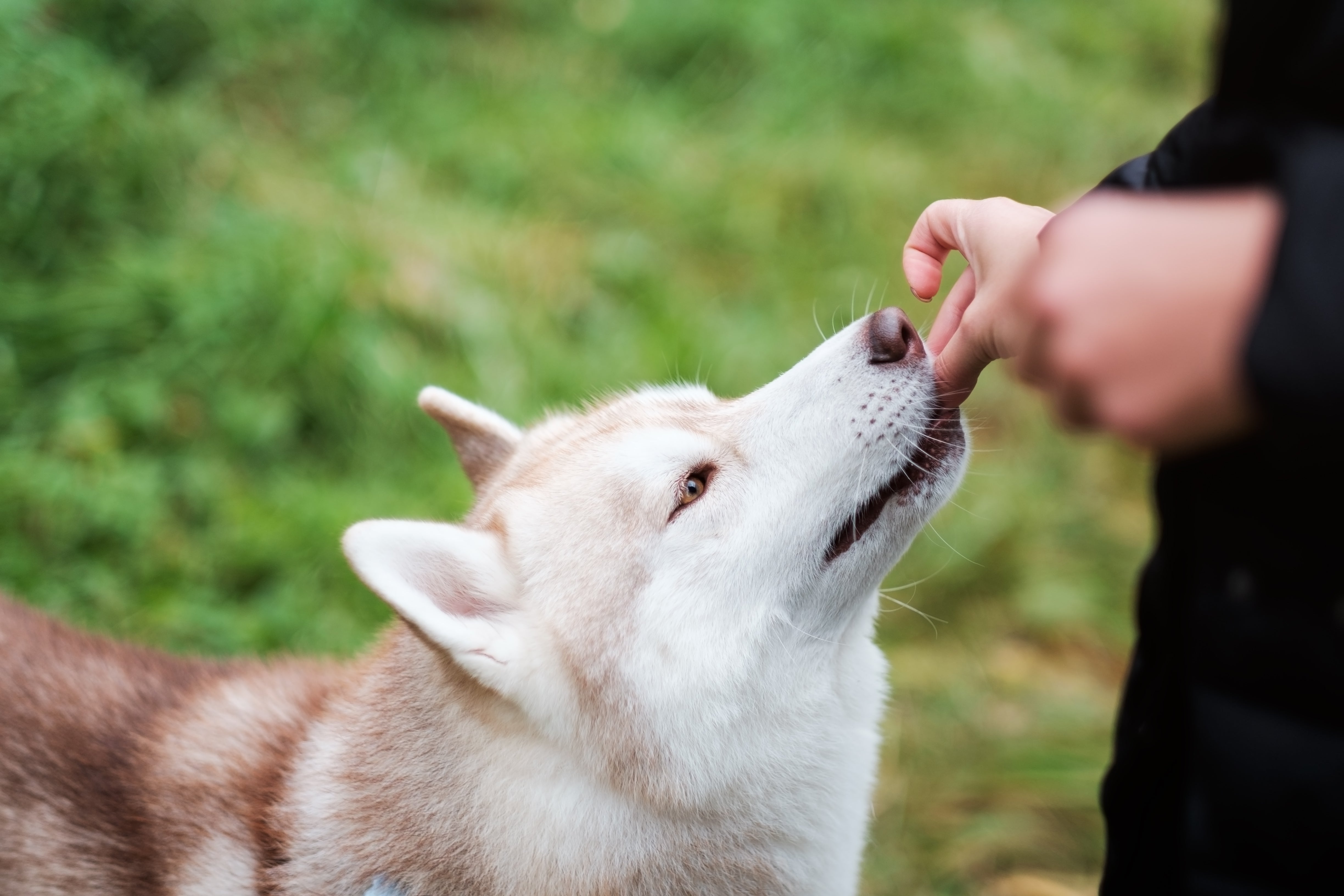 How To Keep Dog Rewards and Treats Healthy
